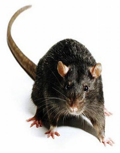 New York’s 100 Most Important Rats Living In the Subway System | HTMLGIANT